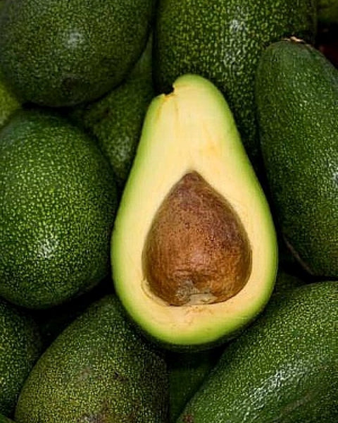 Fuerte Avocados – Festive Holiday Slices by Mimi Avocado – California ...