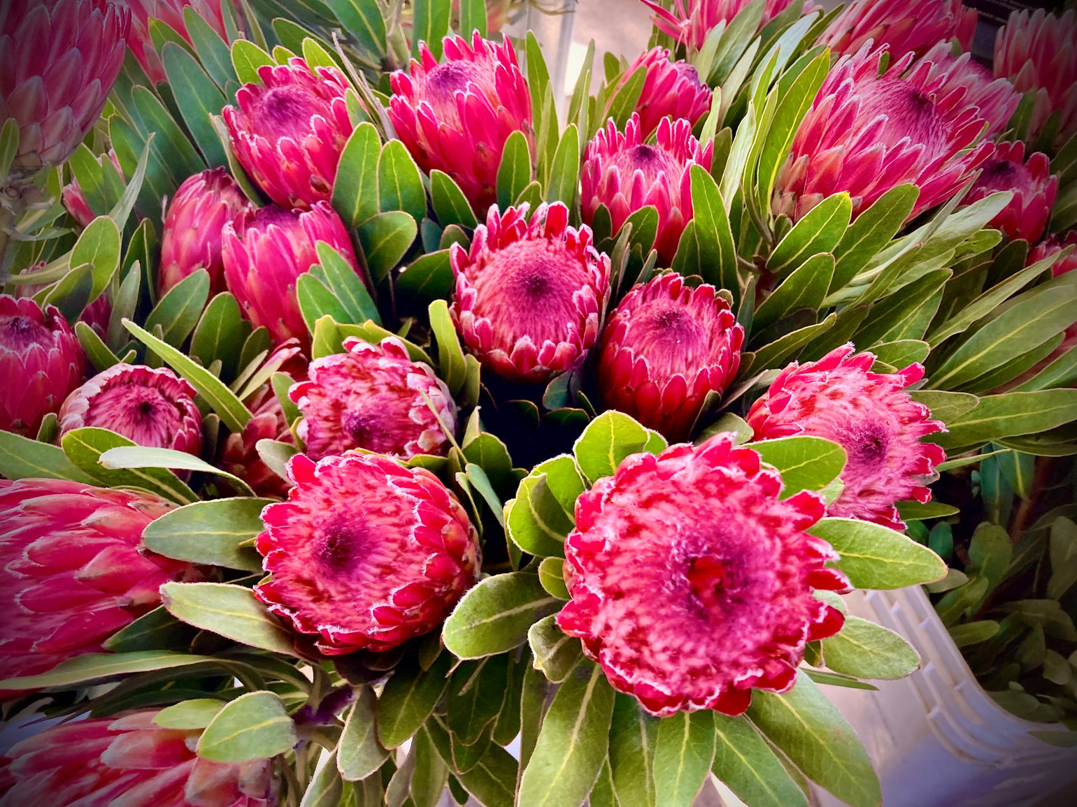 African Protea, an ancient flower – California Avocados Direct