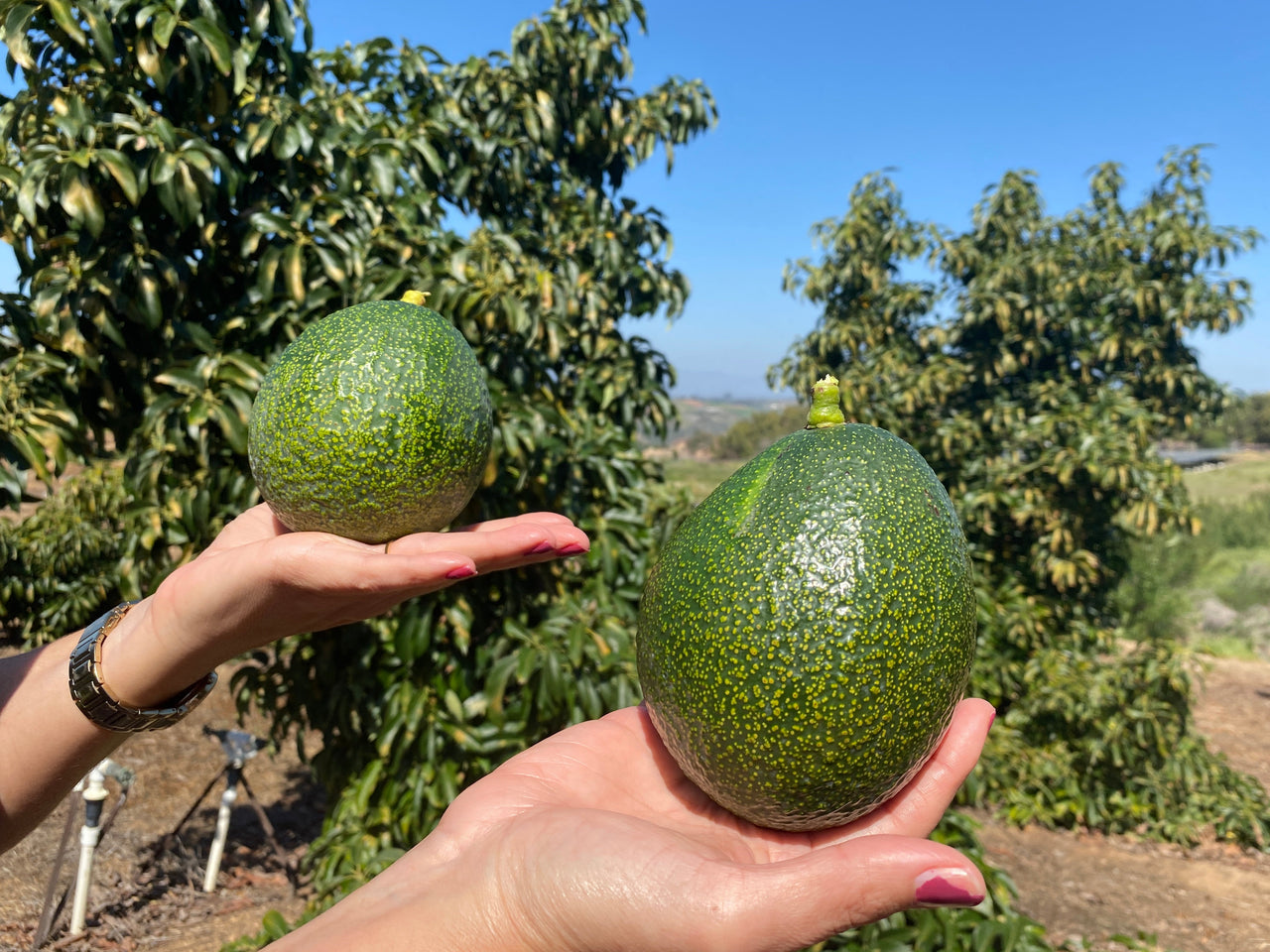 The Legendary NABAL Avocado. by AJ's garden – California Avocados Direct