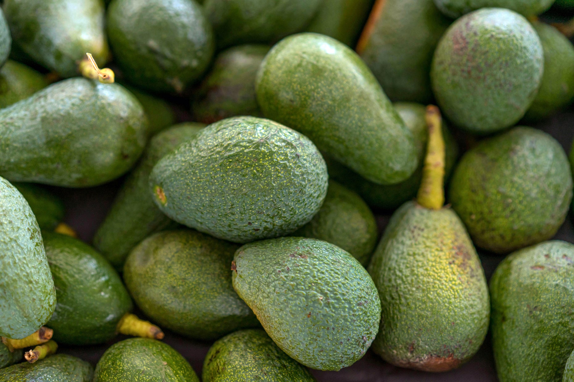 24 Large Hass Avocados - Fresh from the farm – California Avocados Direct