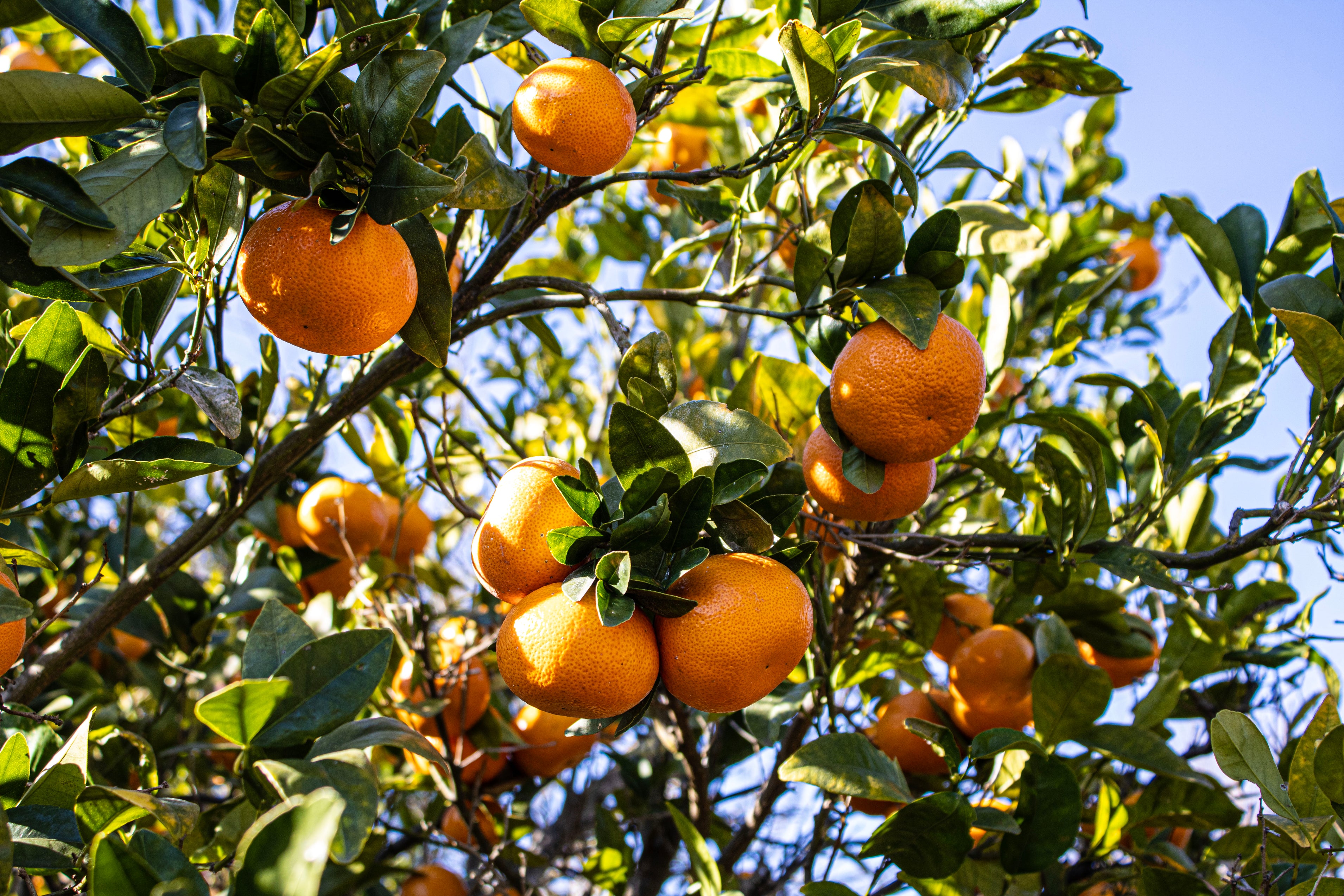 Large Box of California Tangerines (approximately 30) – California ...