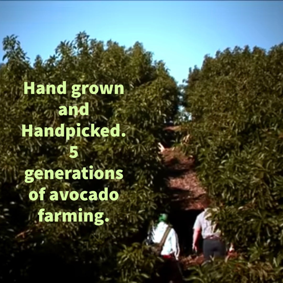 Mexicola and Reed - Two Varieties of Avocados – California Avocados Direct