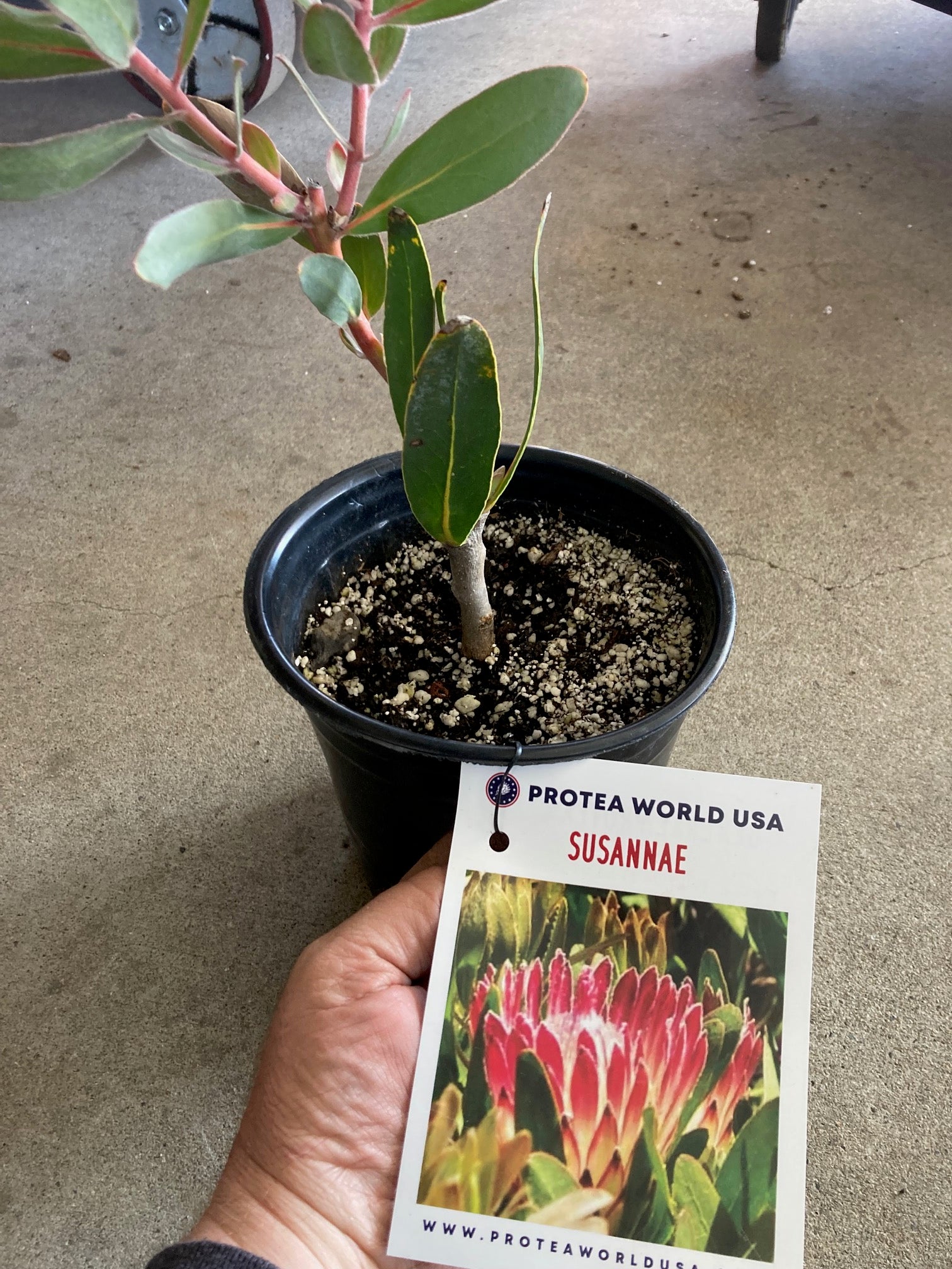 Susannae Protea Plant – California Avocados Direct