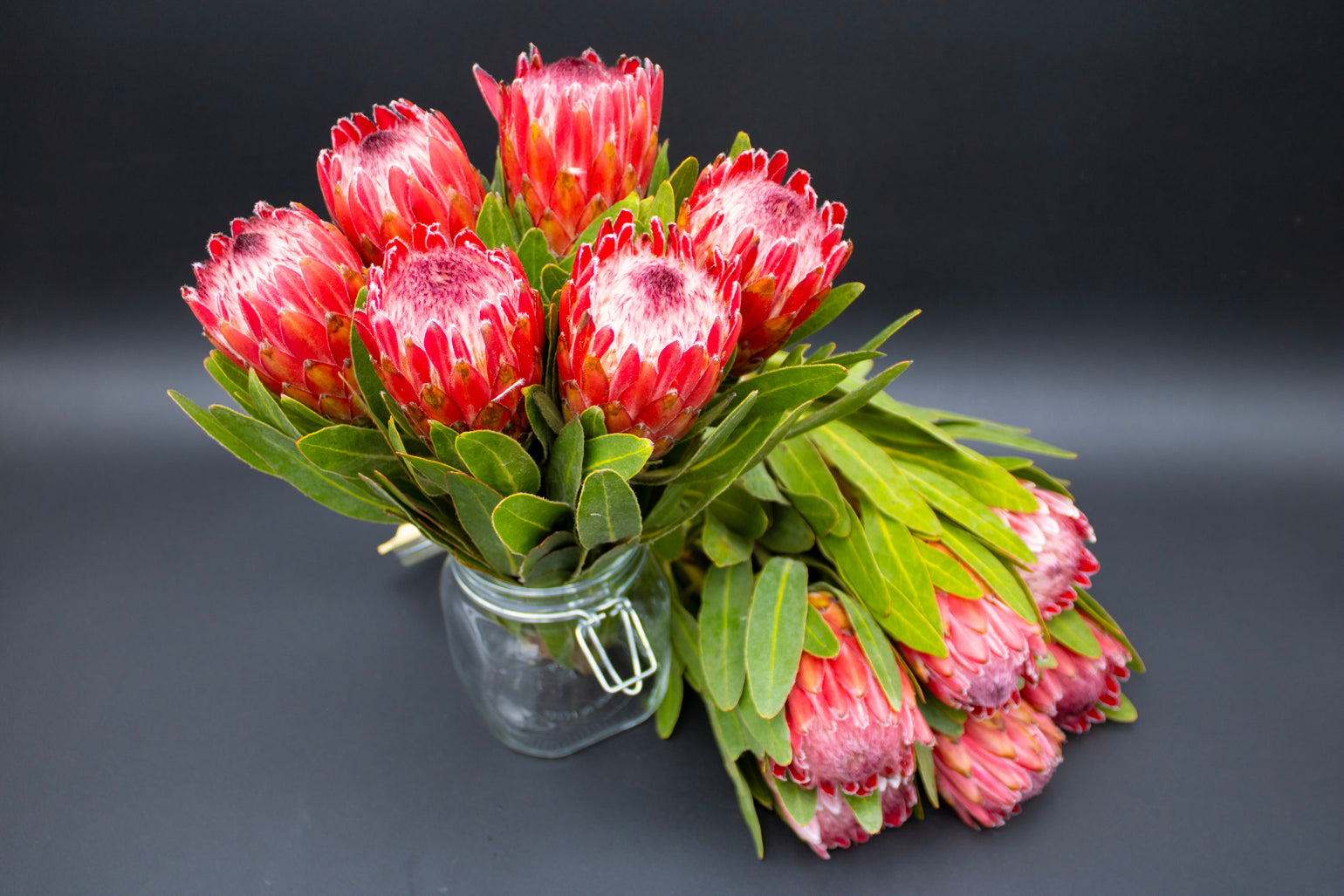 Protea Flowers, 12 Assorted Protea Stems – California Avocados Direct