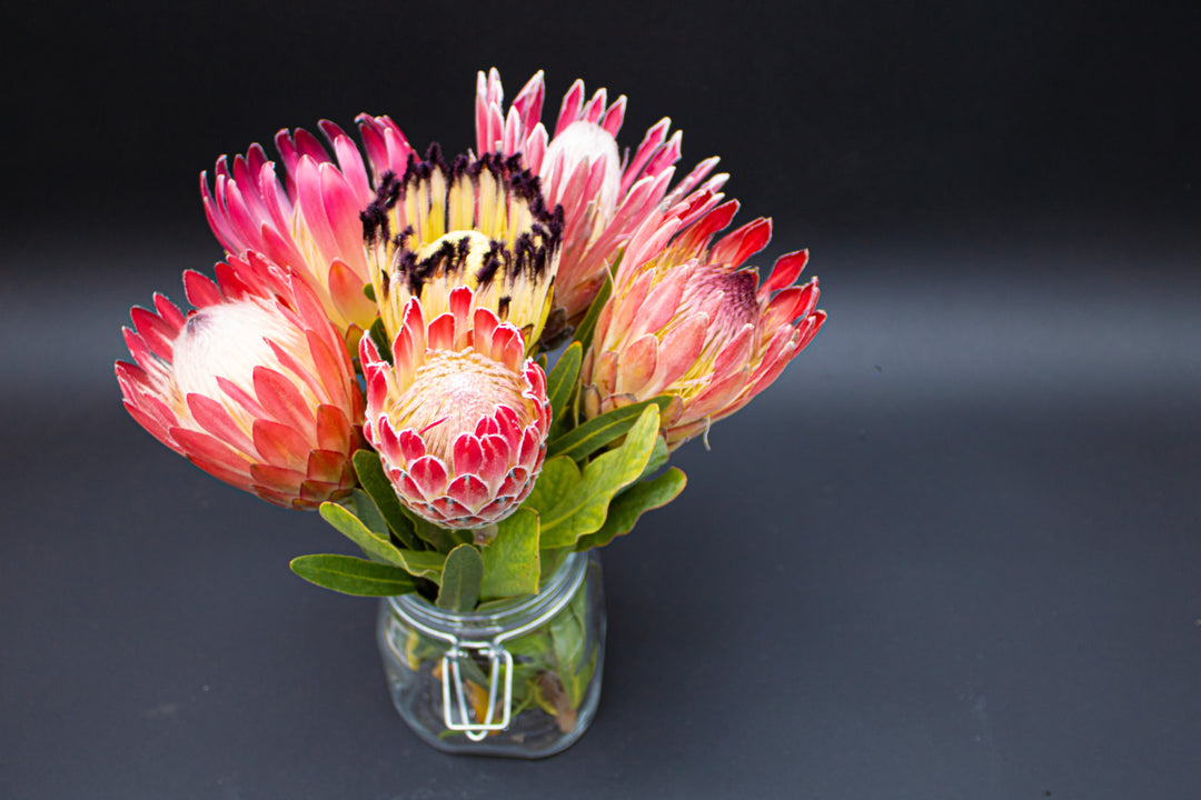 Protea Flowers, 6 Assorted Long Stem Protea – California Avocados Direct